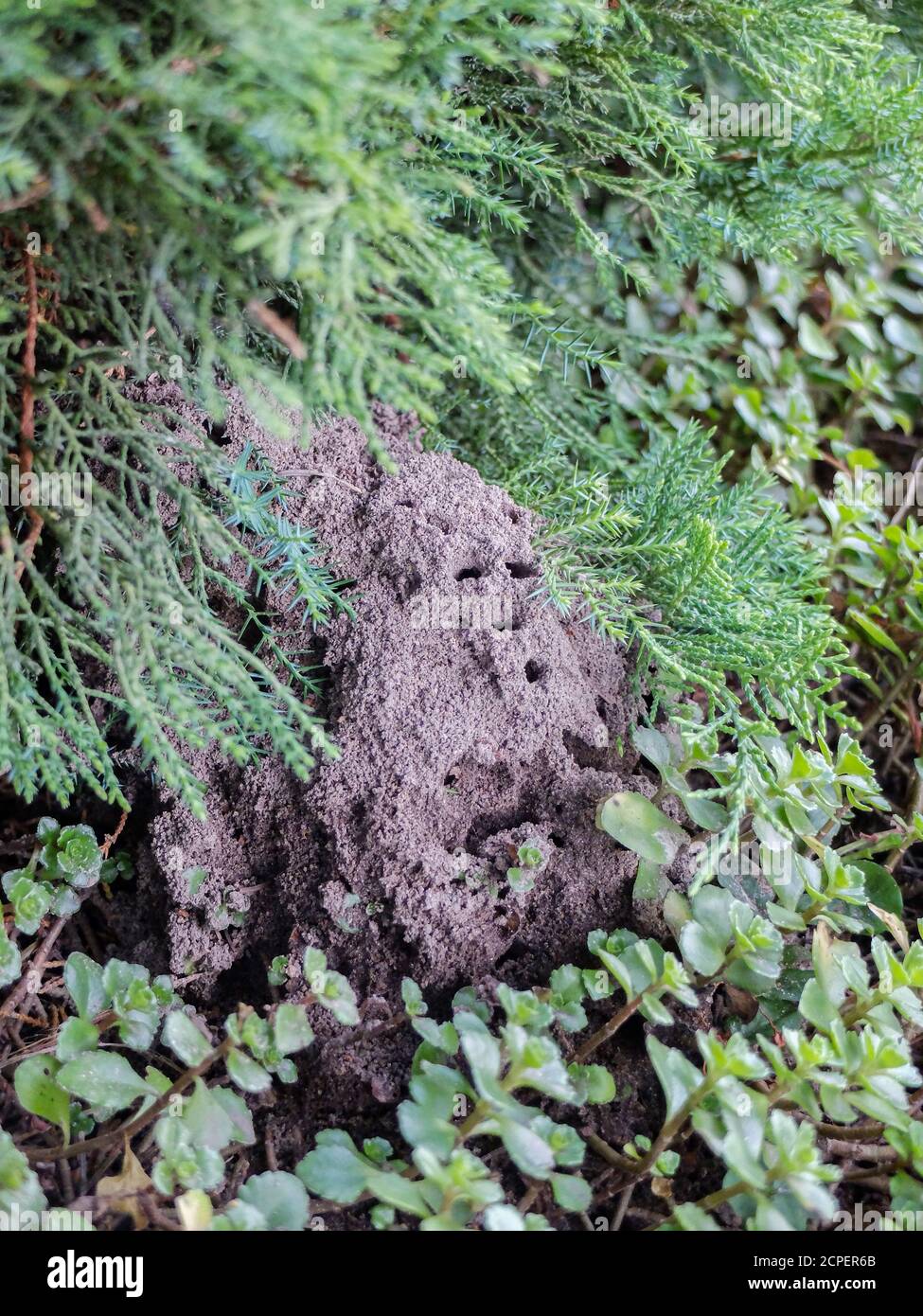 Ant nest (Lasius niger) in the bed under the branches Stock Photo - Alamy