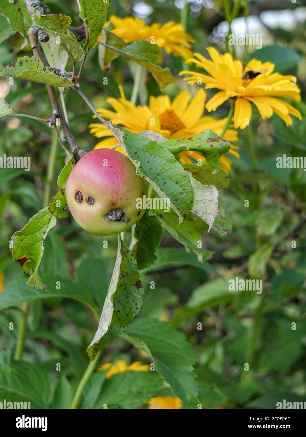 An infestation of codling moth can be recognized by the small holes in ...
