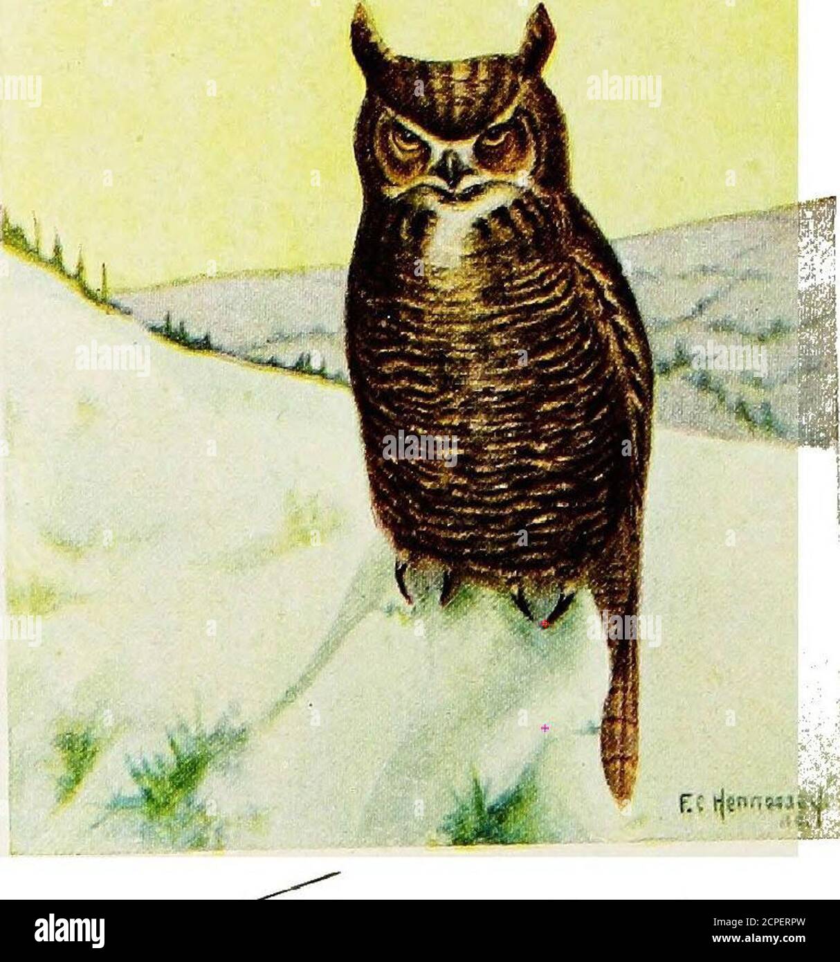 . Birds of eastern Canada . A. Screech Owl (p. 133).Red phase Grey ...