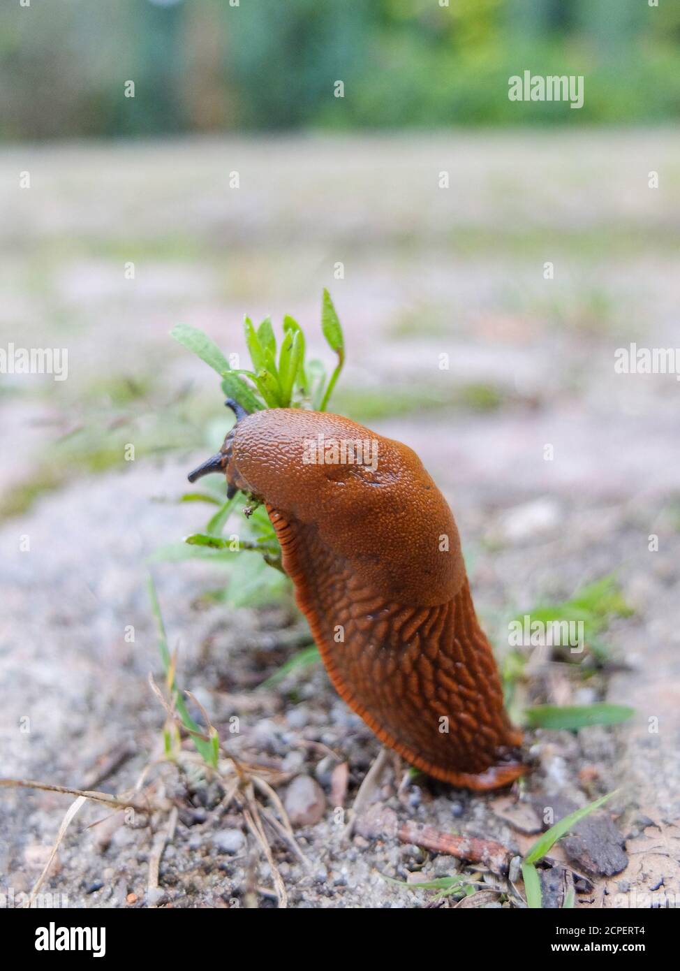 Spanish slug (Arion vulgaris) climbs up the plant Stock Photo - Alamy