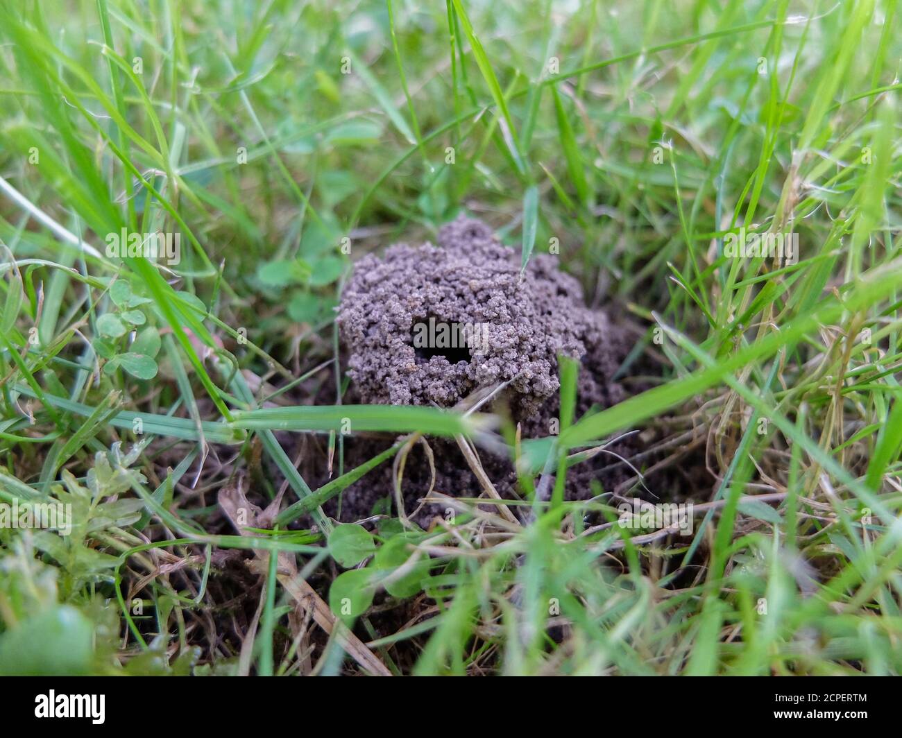 Earth wasp nest in the lawn with the entrance hole (Vespula vulgaris ...