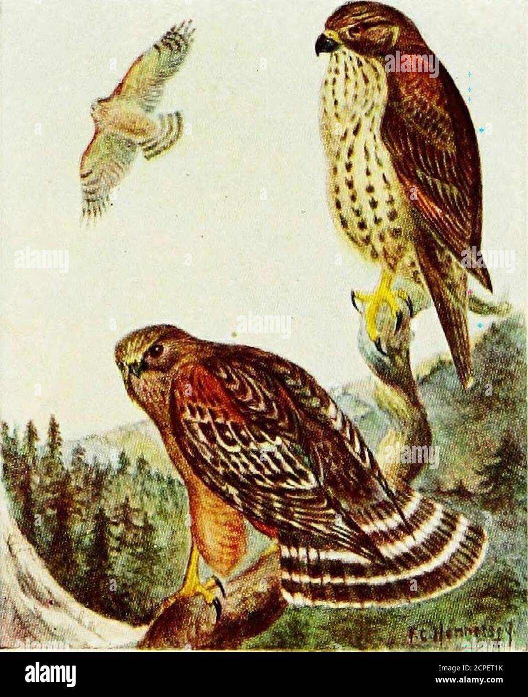 . Birds of eastern Canada . A. Red-tailed Hawk (p. 120).. B. Red ...