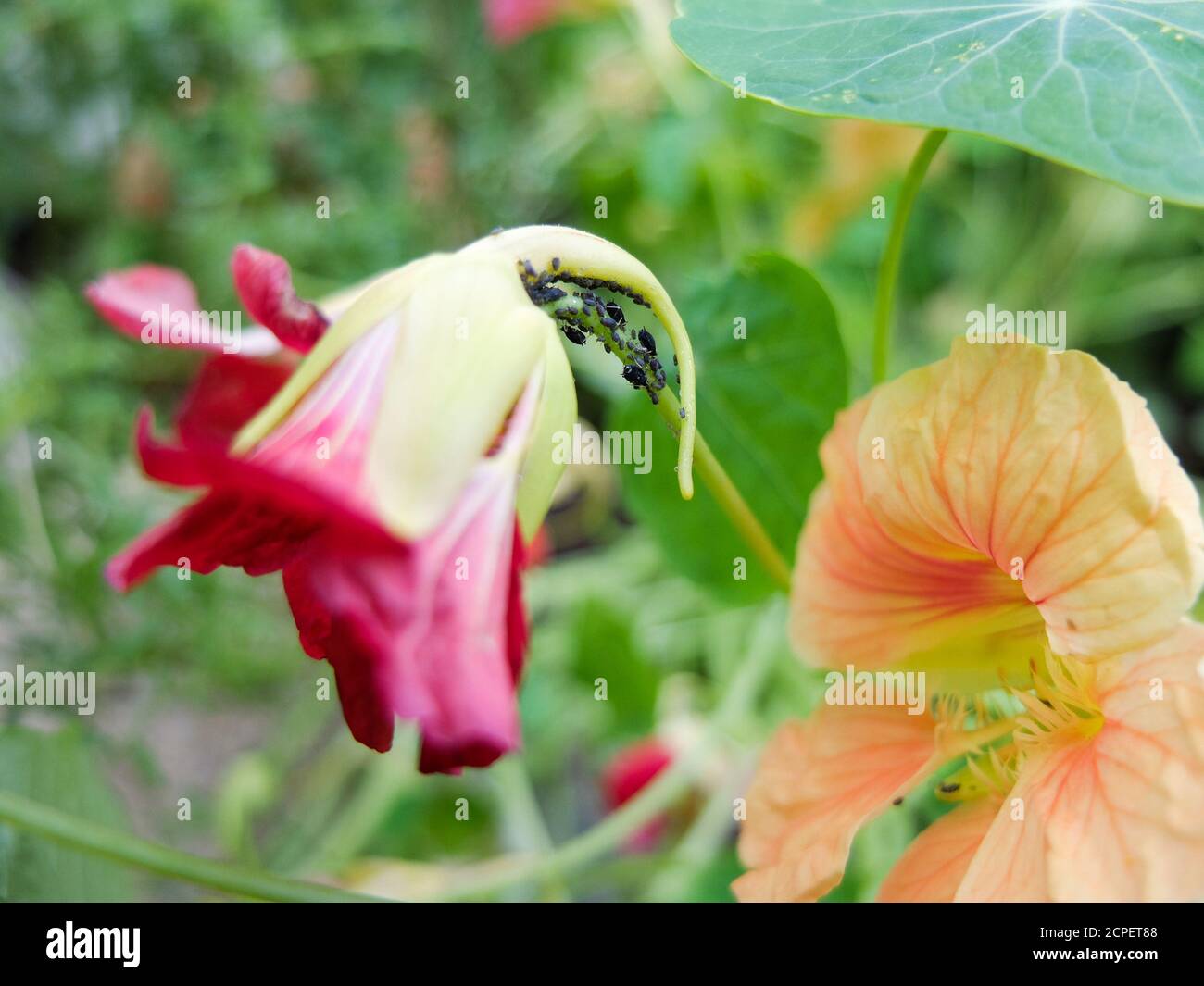 Aphids (Aphidoidea) on the nasturtium (Tropaeolum majus Stock Photo - Alamy