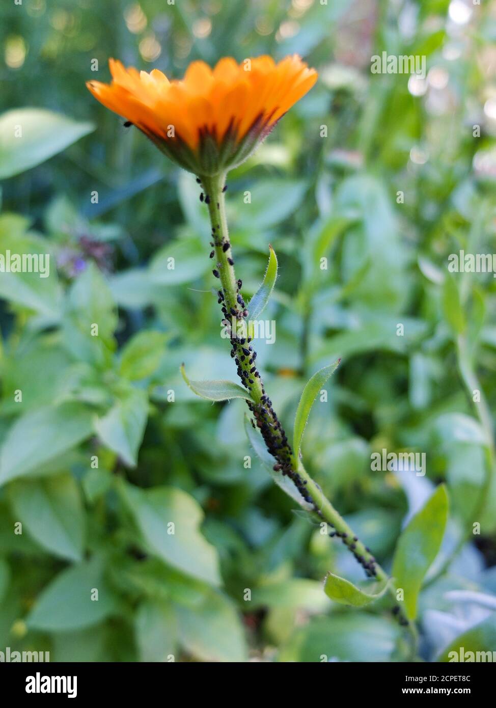 Aphids (Aphidoidea) on the marigold (Calendula Stock Photo - Alamy