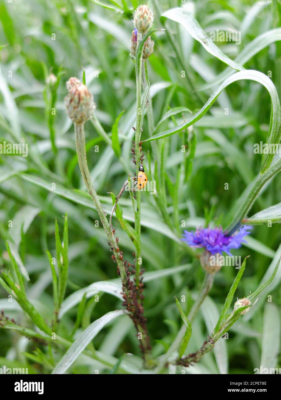 Aphids (Aphidoidea) and the ladybird on the cornflower (Centaurea ...