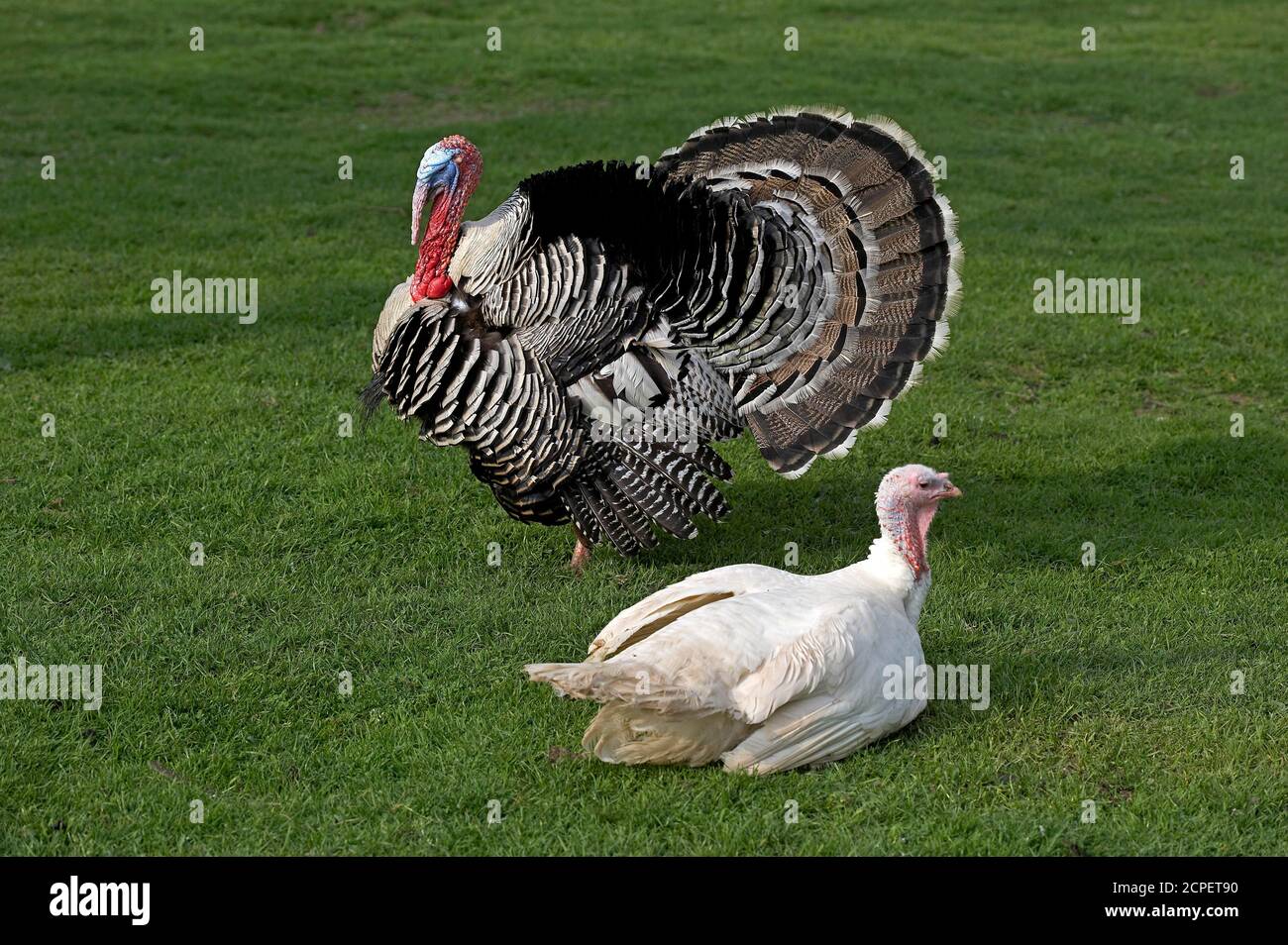 Male and Female Turkey, Male displaying with its Feathers fanned ...