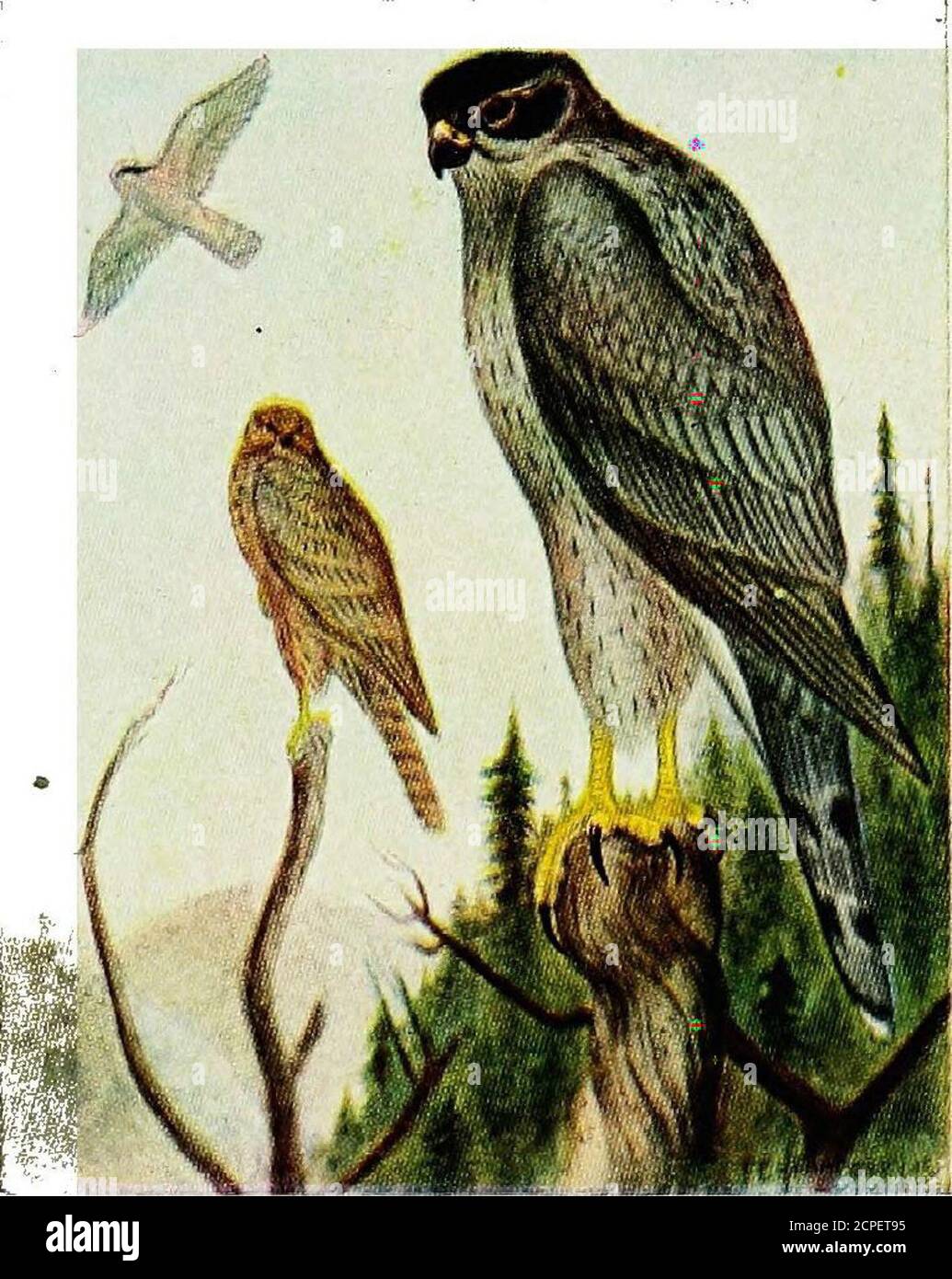 Juvenile sharp shinned hawk hi-res stock photography and images - Alamy