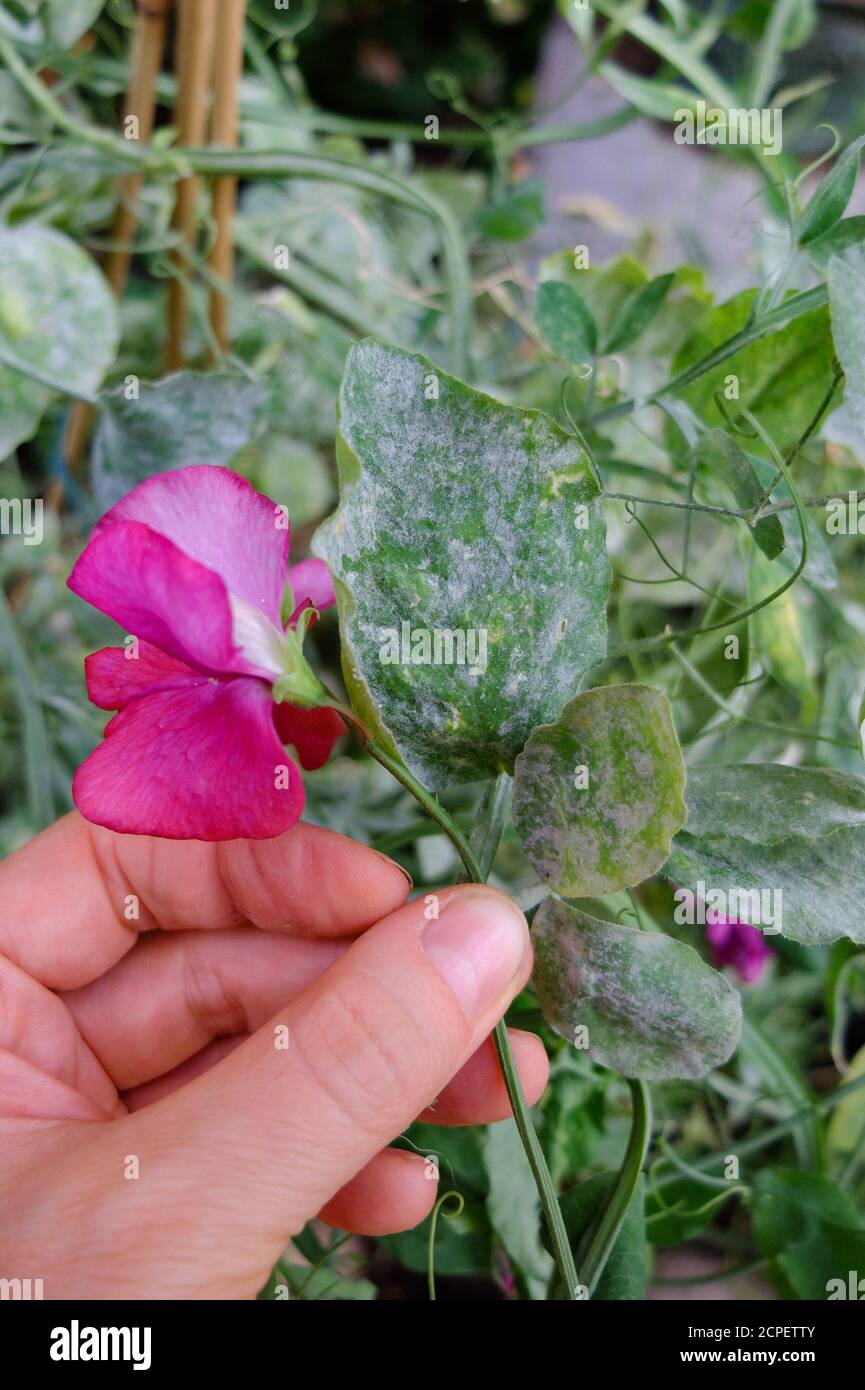 Powdery mildew hi-res stock photography and images - Alamy