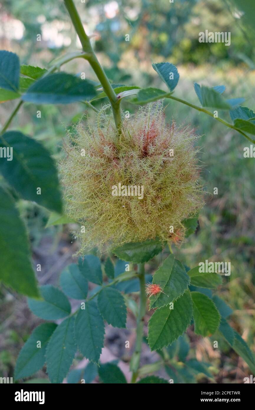 Growth (gall) on the rose caused by rose gall wasp (Diplolepis rosae ...
