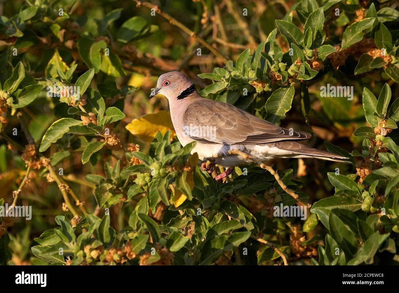African Mourning Dove, streptopelia decipiens, Adult standing in Tree ...