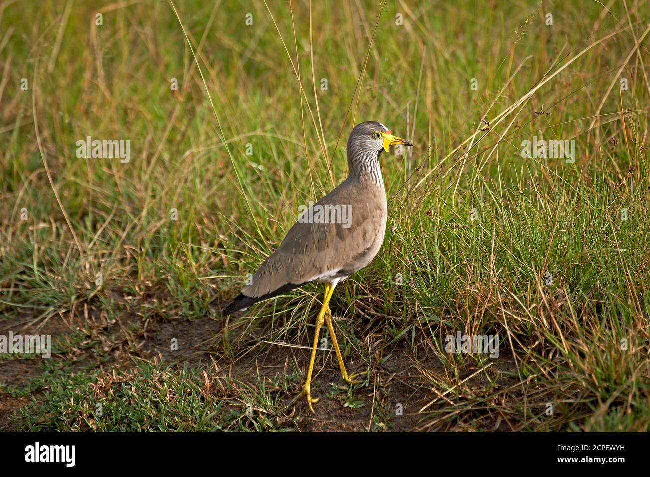African Wattled Plover, vanellus senegallus, Adult stinding on Grass ...