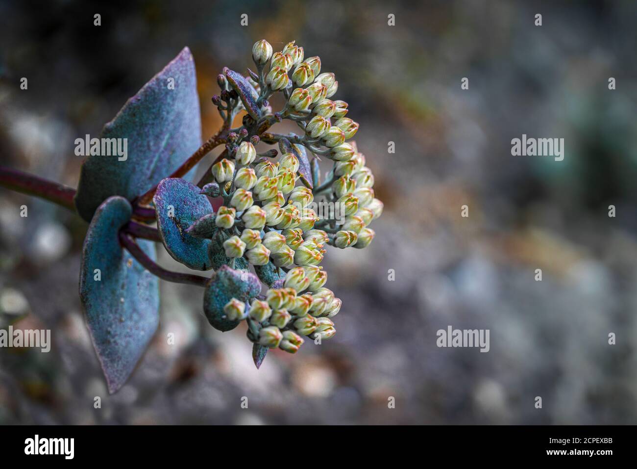 sedum flower head with burred background Stock Photo - Alamy