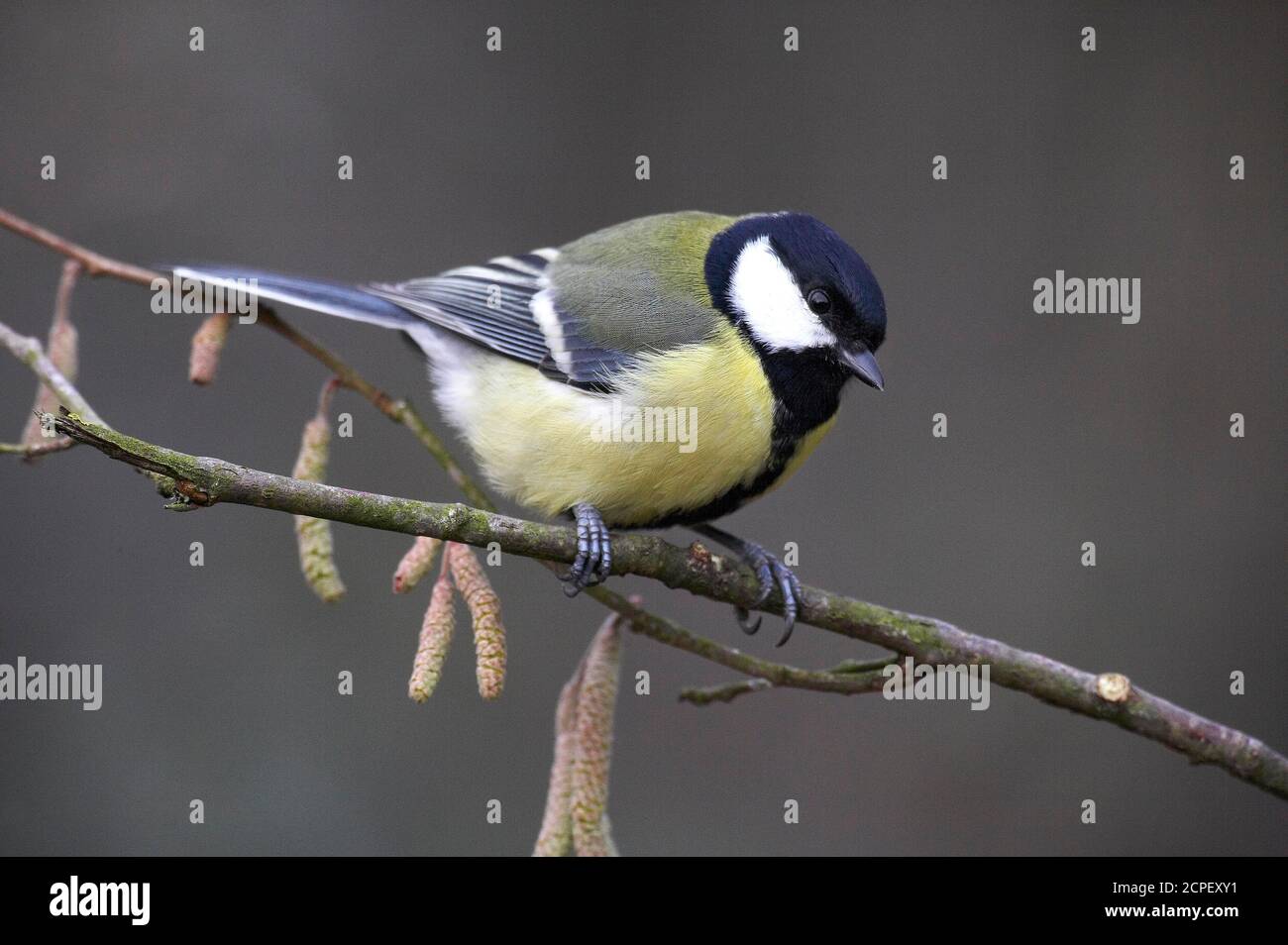 Great Tit, parus major, Male standing on Branch, Normandy Stock Photo ...
