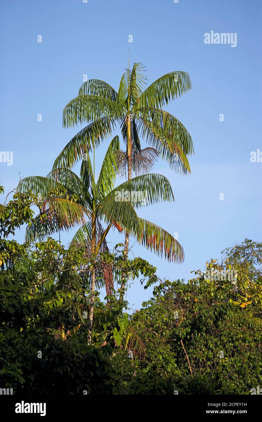 Moriche Plam, mauritia flexuosa, Trees producing Heart of Palm, Irinoco ...