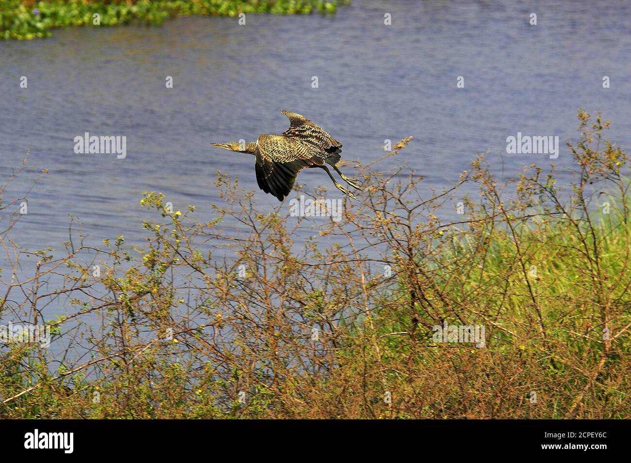 Pinnated Bittern, botaurus pinnatus, Adult in Flight, Los Lianos in ...