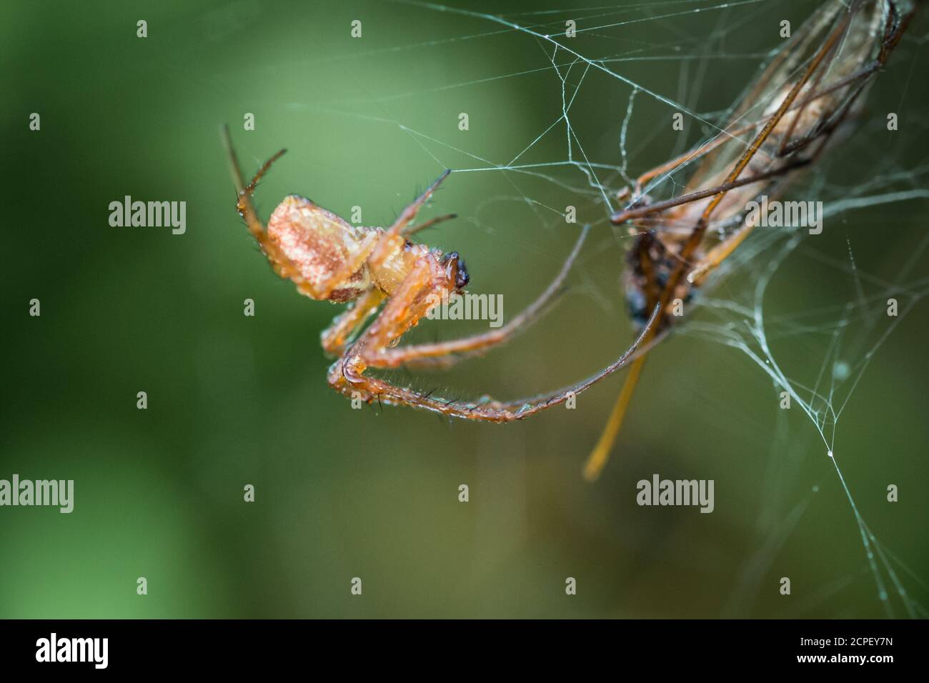 Ero cambridgei hi-res stock photography and images - Alamy