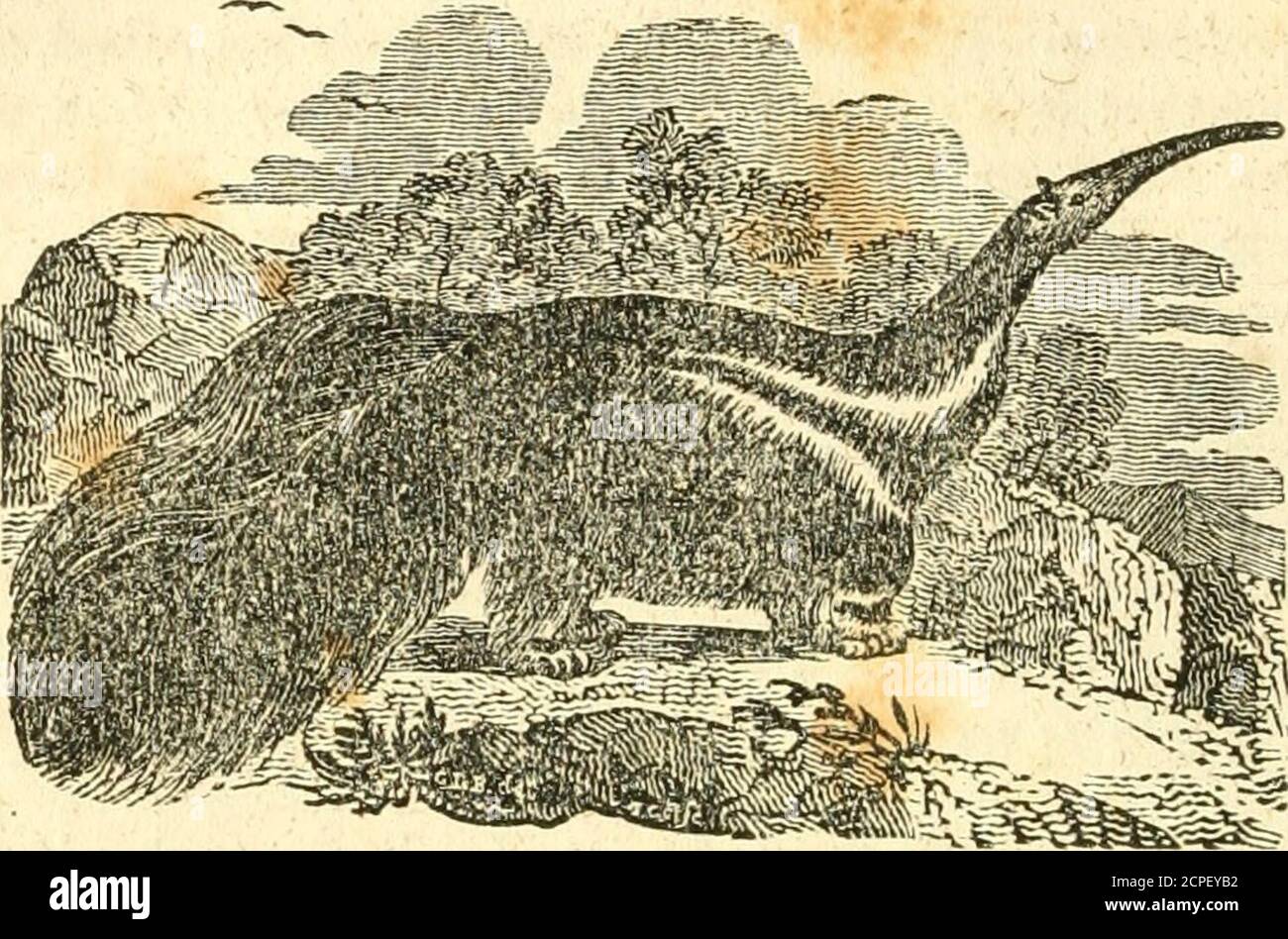 Protractile hi-res stock photography and images - Alamy