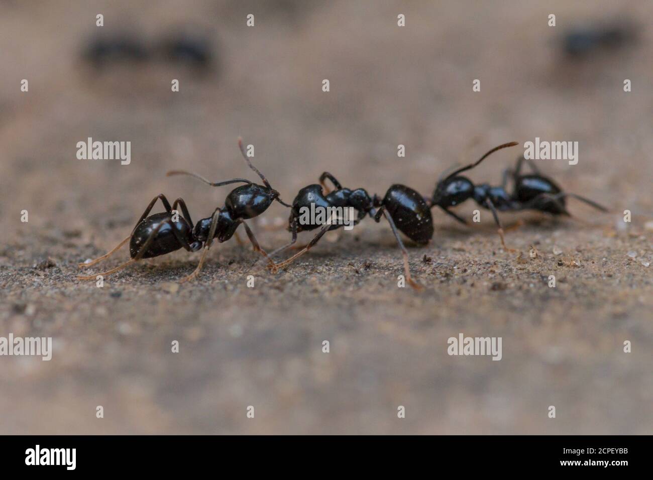 A pair of black ants (Lasius niger) carry a dead ant back to the nest ...