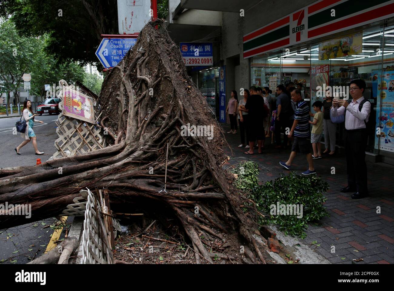 Hong kong typhoon tree hi-res stock photography and images - Alamy