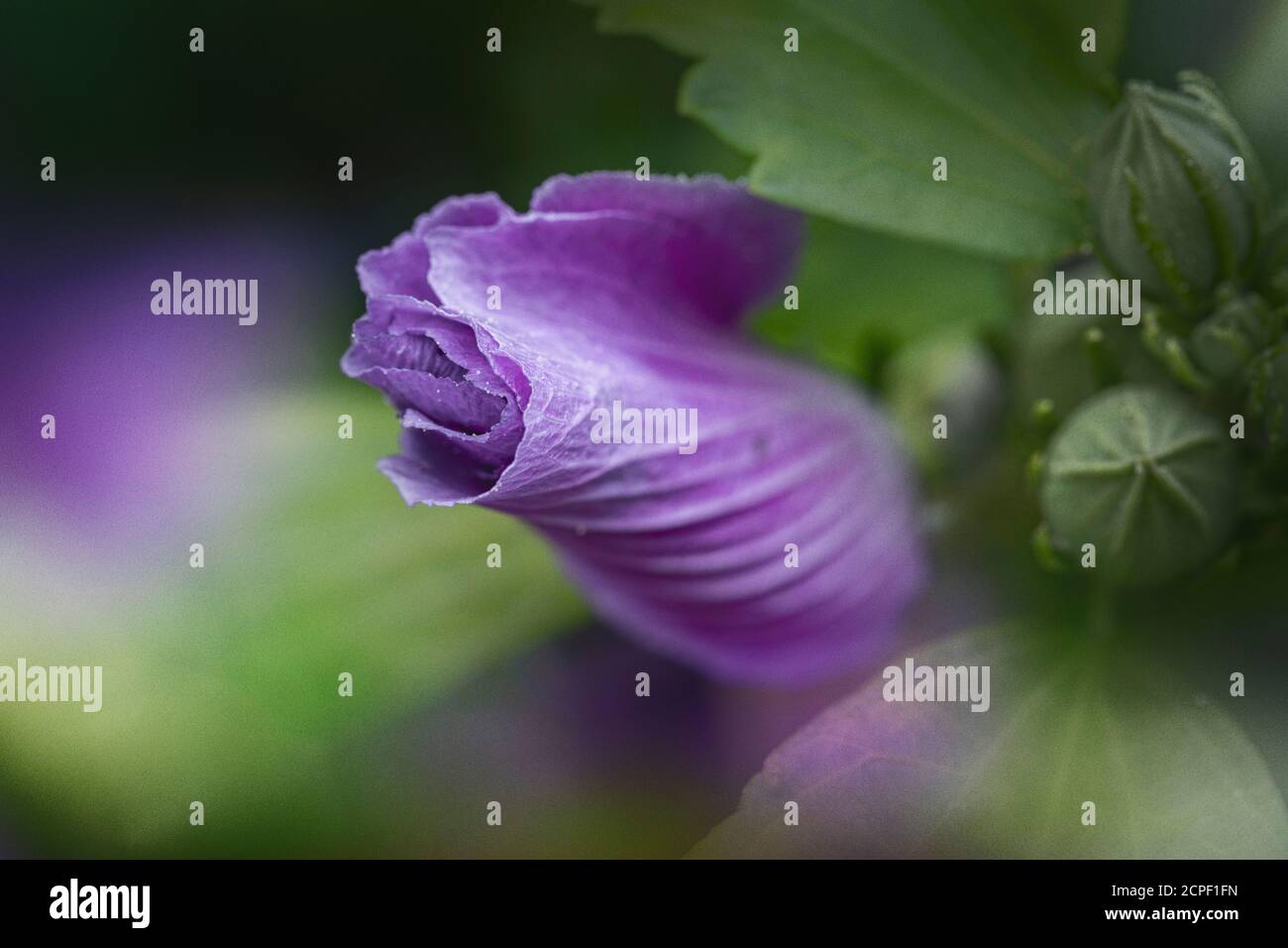 Purple bud colour hi-res stock photography and images - Alamy