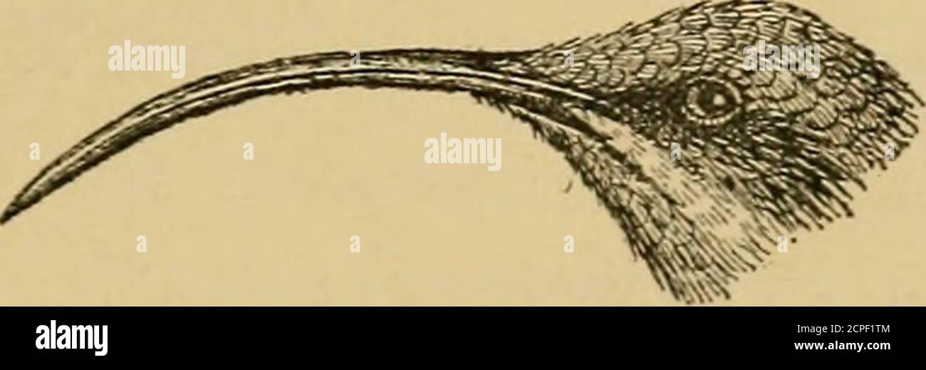 Hermit cab hi-res stock photography and images - Alamy