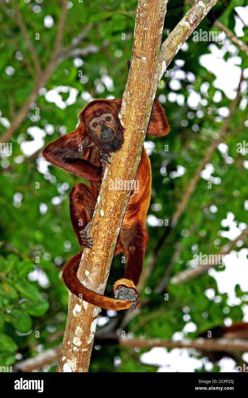 Red Howler Monkey, alouatta seniculus, Adult standing in Tree, Los ...