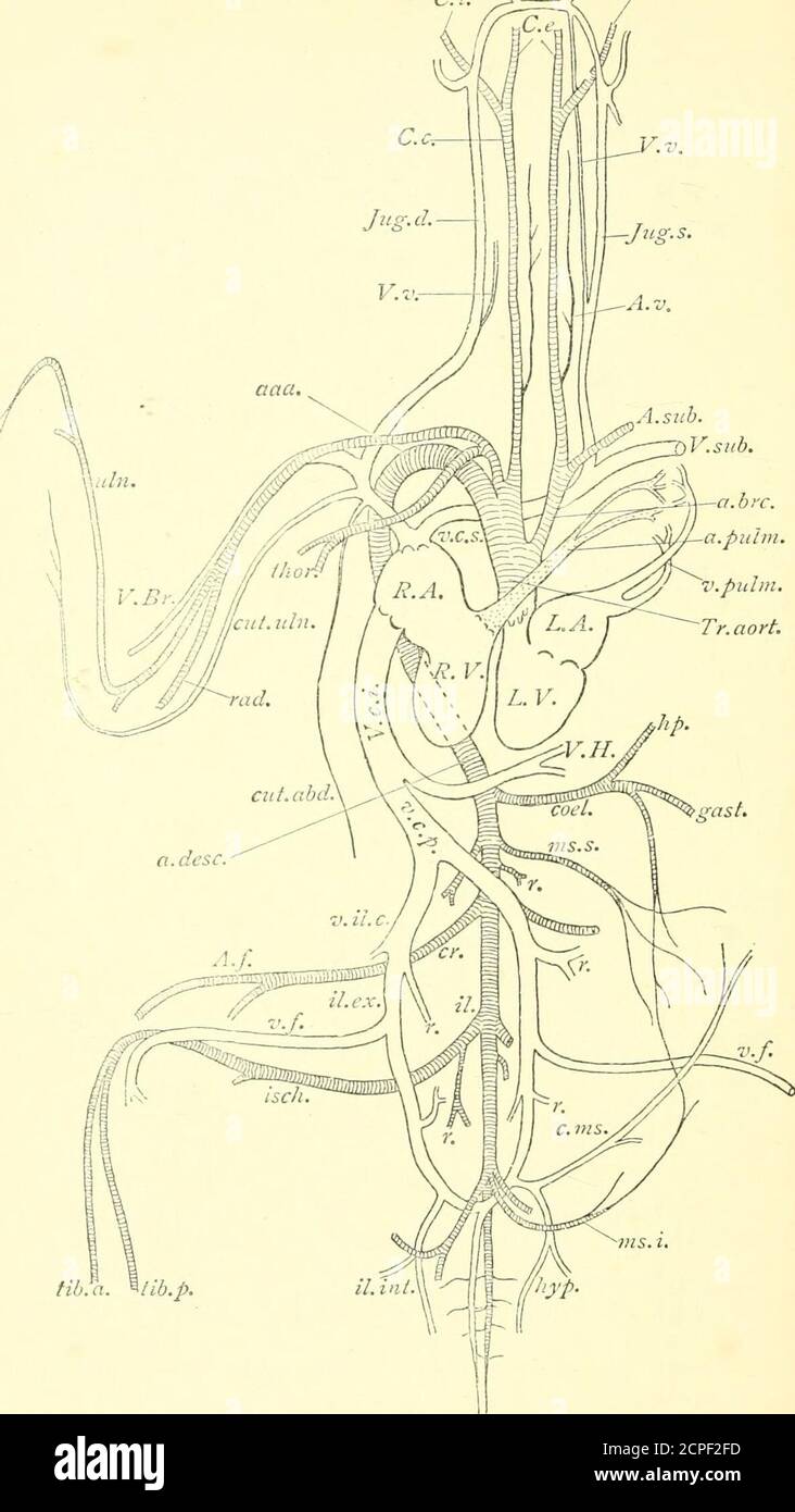 Tibial arteries hi-res stock photography and images - Alamy