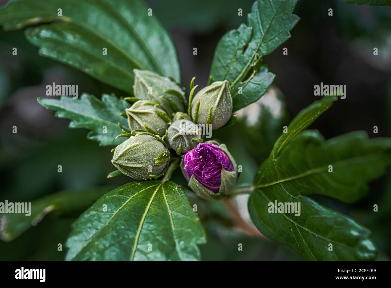 Purple bud colour hi-res stock photography and images - Alamy