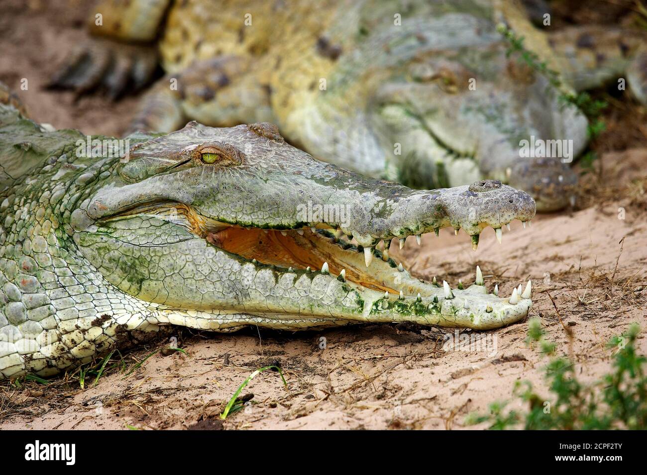 Orinoco Crocodile, crocodylus intermedius, Adult with Open Mouth ...