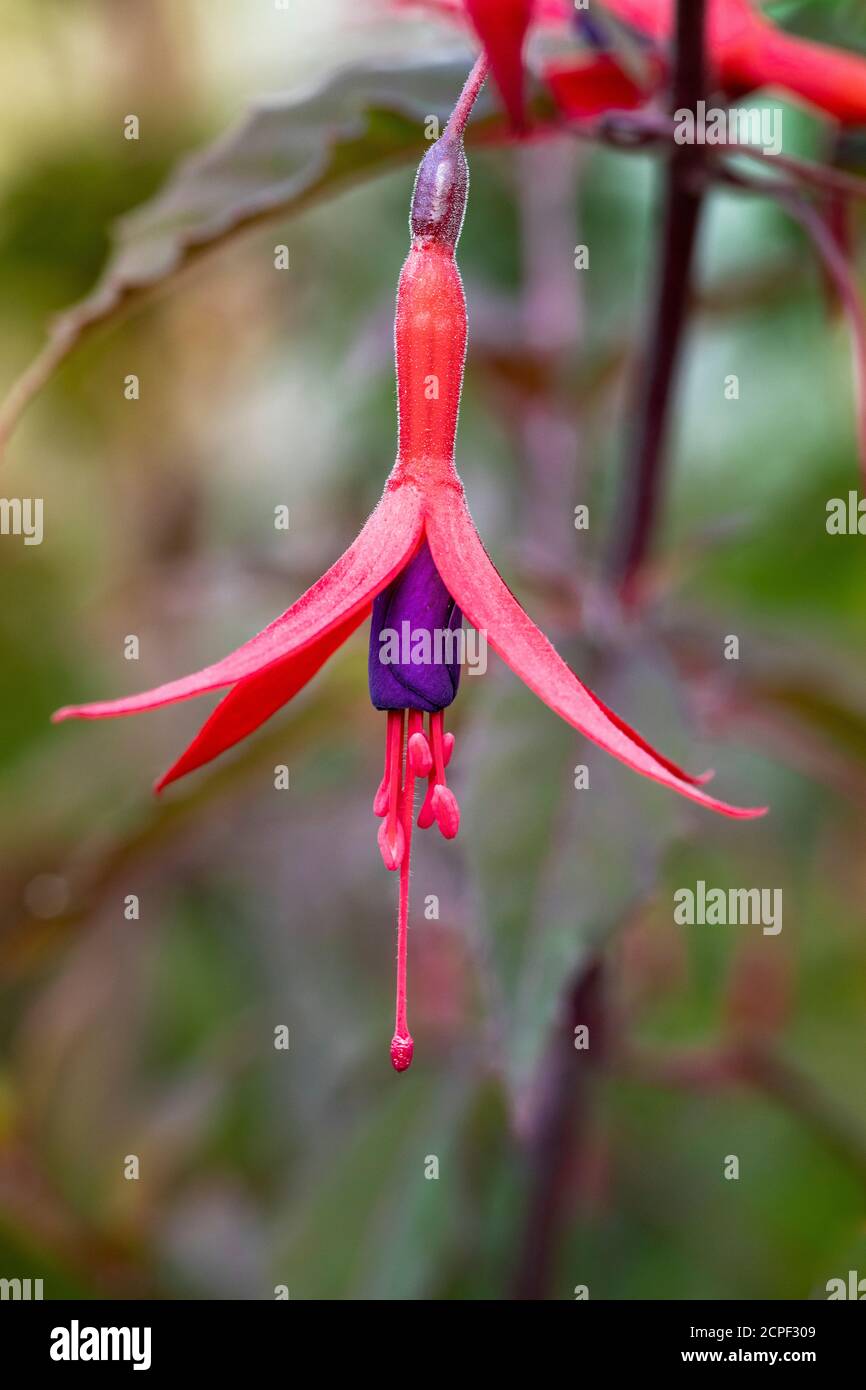 Fuchsia border hi-res stock photography and images - Alamy