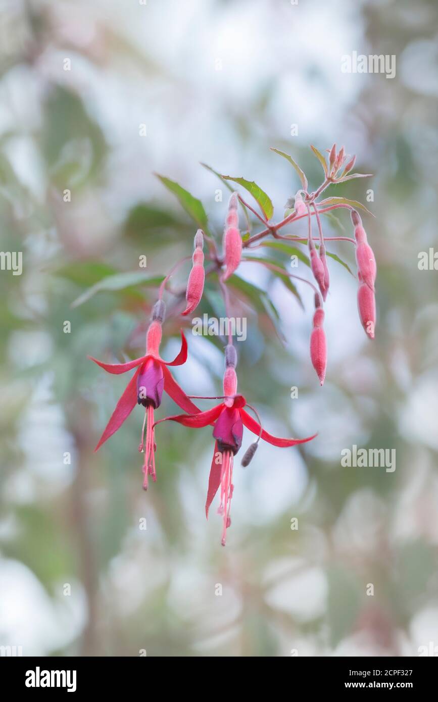 Fuchsia border hi-res stock photography and images - Alamy