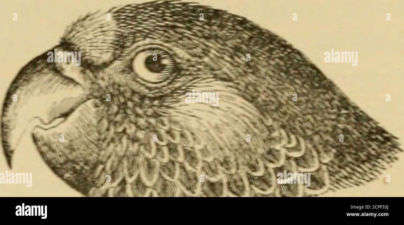 . The birds of British Guiana : based on the collection of Frederick ...