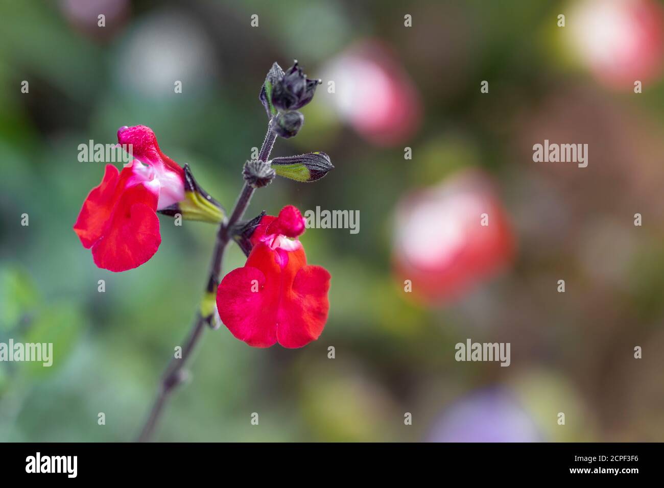 red hot lips salvia flower Stock Photo - Alamy