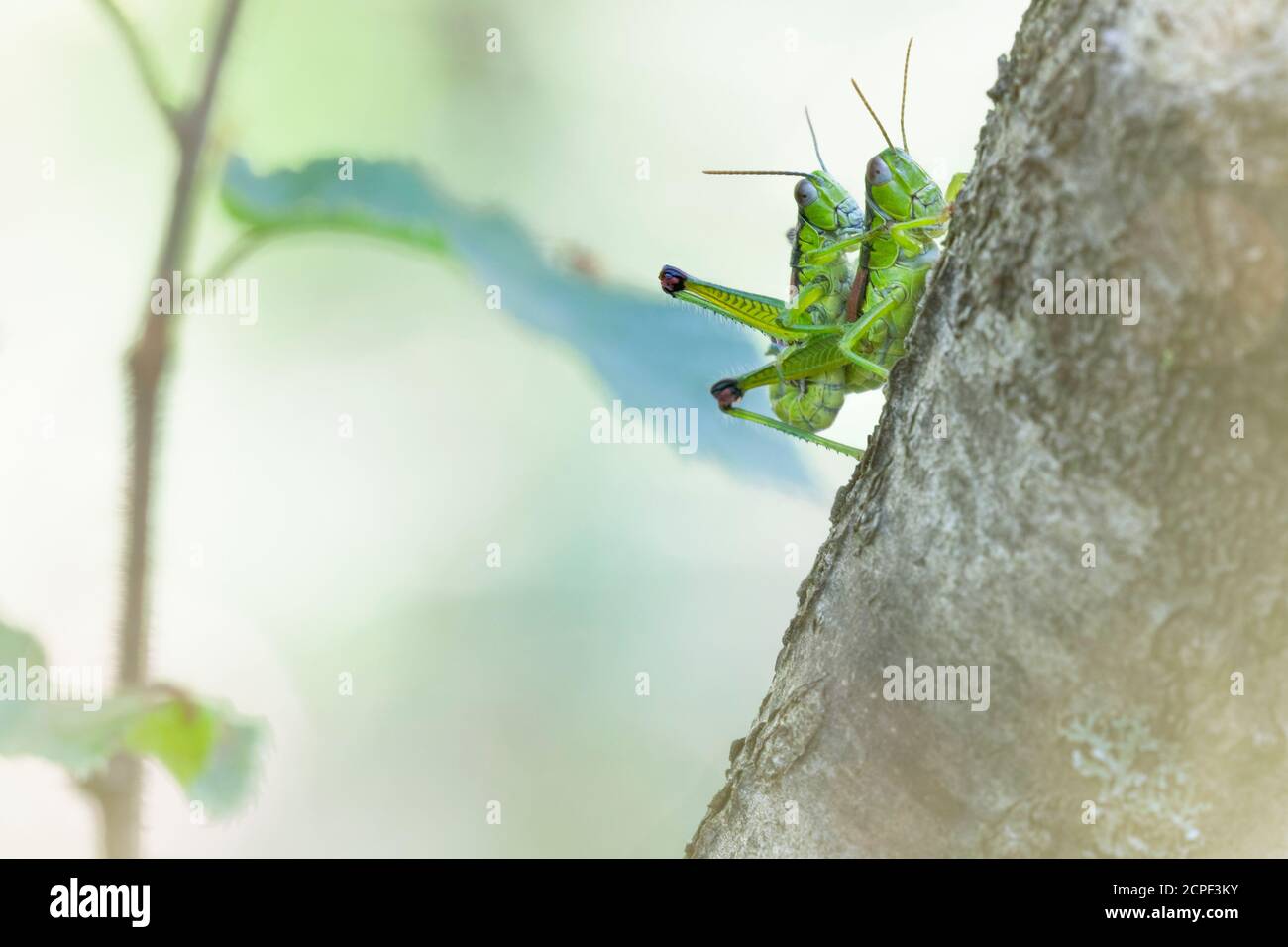 grasshoppers mating among the branches of the undergrowth, natural ...