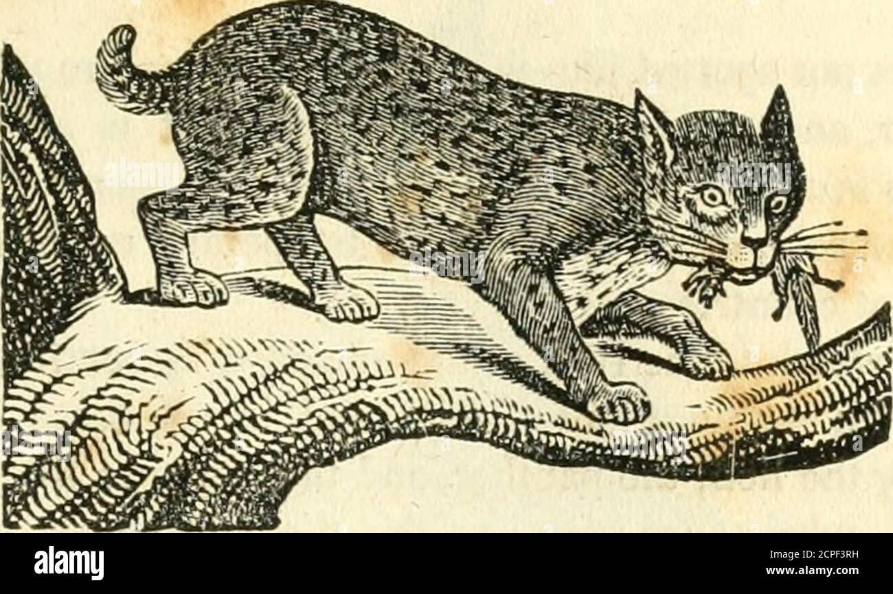 Two thick buttocks hi-res stock photography and images - Alamy