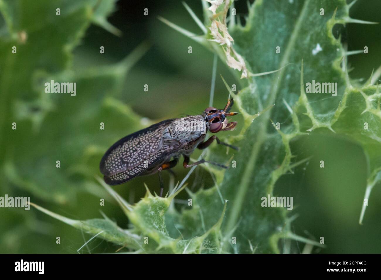 A little sieve winged snail killer (Coremacera marginata) hides on a ...