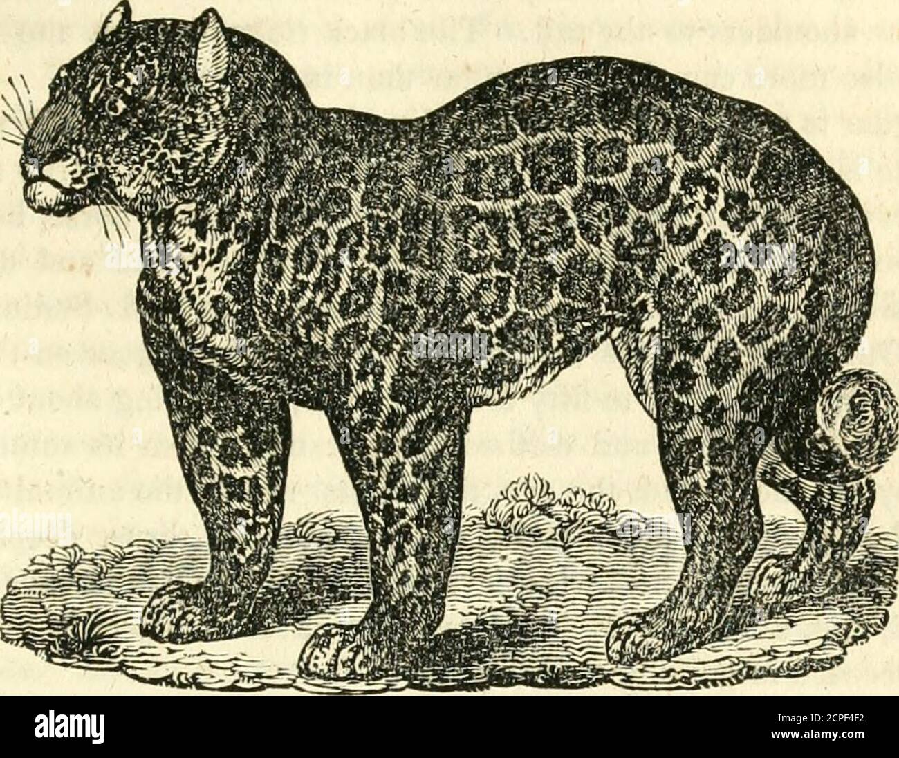 . A System of natural history : containing scientifci [sic] and popular ...