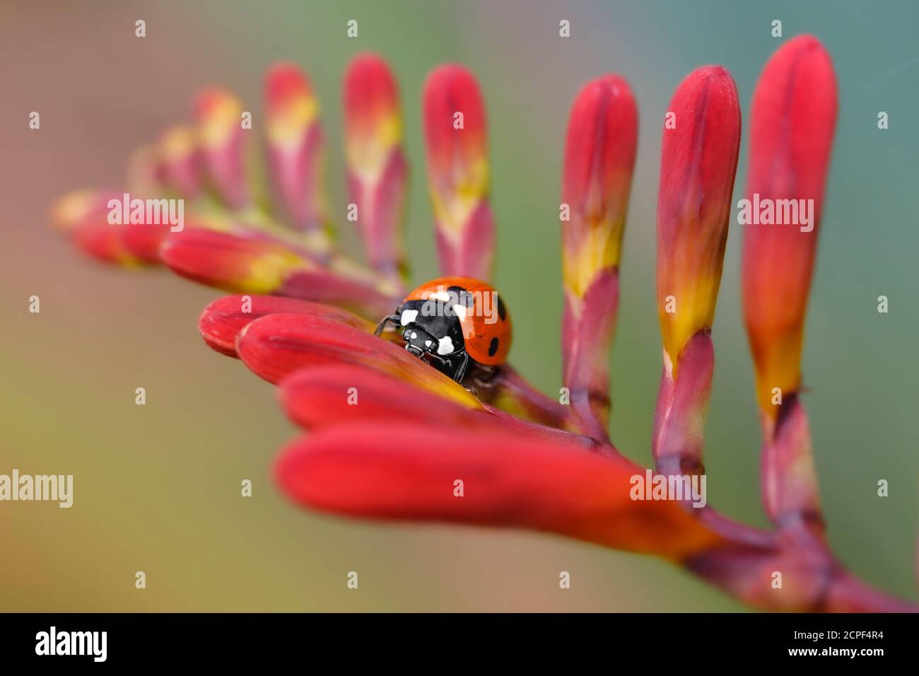 Ladybird and flower hi-res stock photography and images - Alamy
