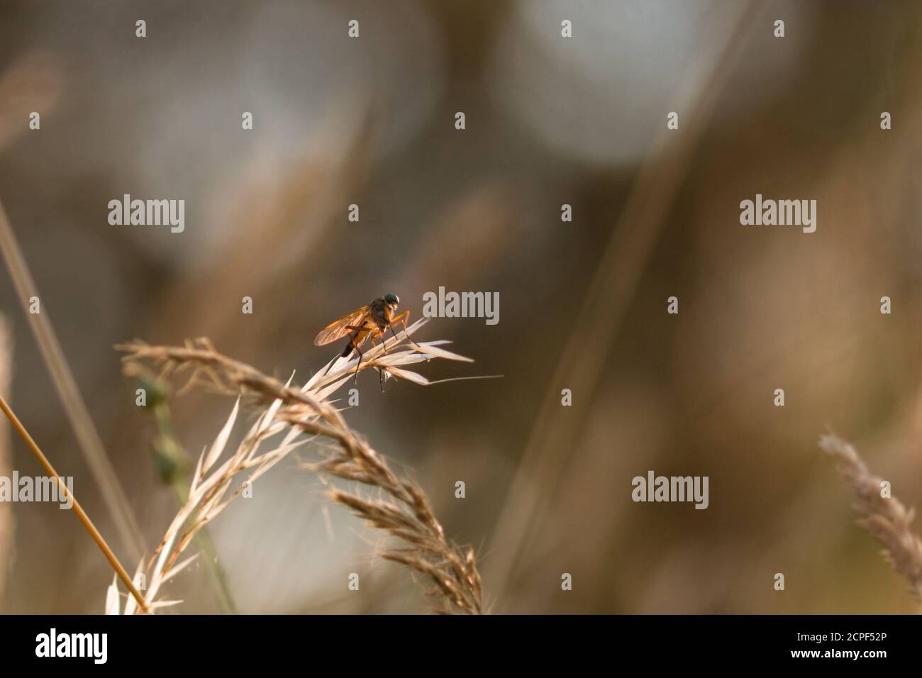 Little snipefly hi-res stock photography and images - Alamy