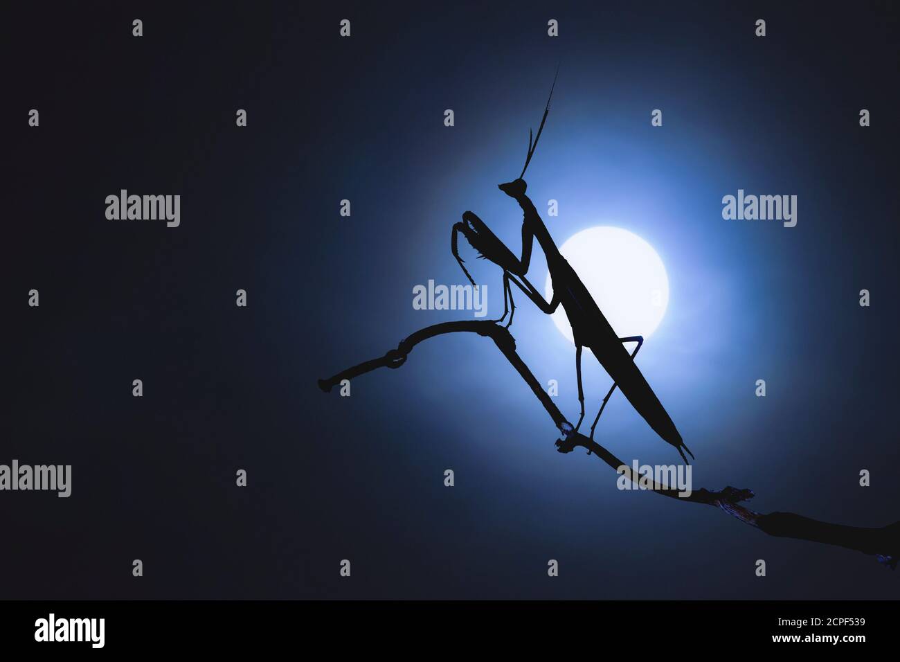 Silhouette of a Praying Mantis on a branch in a full moon night ...