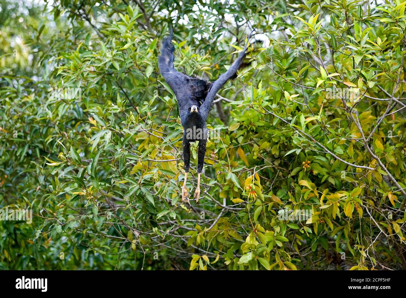 Great Black Hawk, buteogallus urubitinga, Adult in Flight, Taking off ...