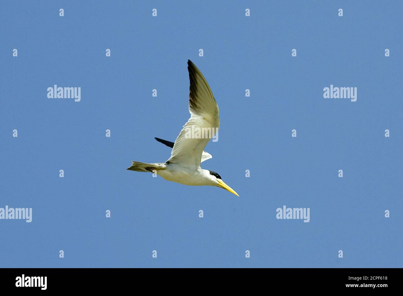 Large-Billed Tern, phaetusa simplex, Adult in Flight, Los Lianos in ...