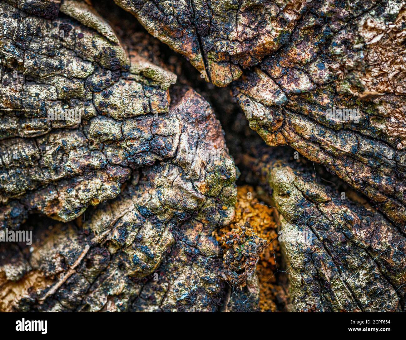 Log end view hi-res stock photography and images - Alamy