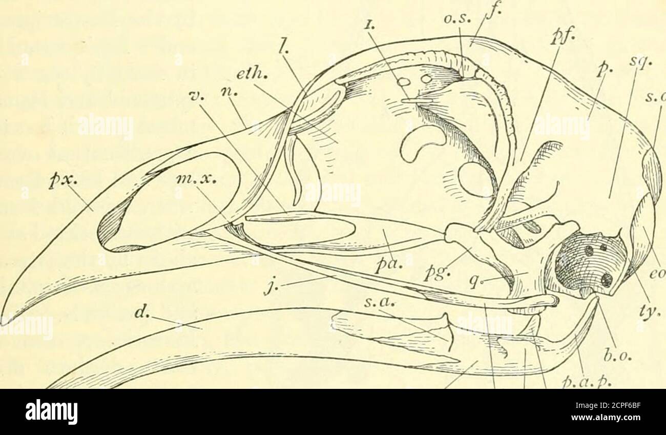 . A dictionary of birds . peJ. being the remnants of the dorsal half of ...