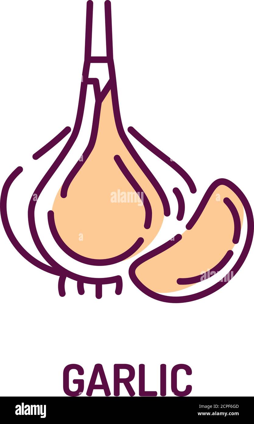 Garlic color line icon. Natural vegetable sign. Spice for cooking ...