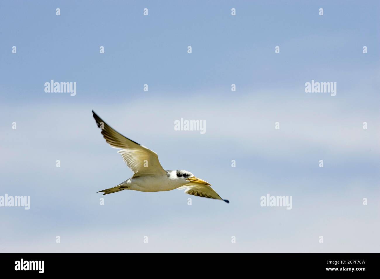 Large-Billed Tern, phaetusa simplex, Adult in Flight, Los Lianos in ...