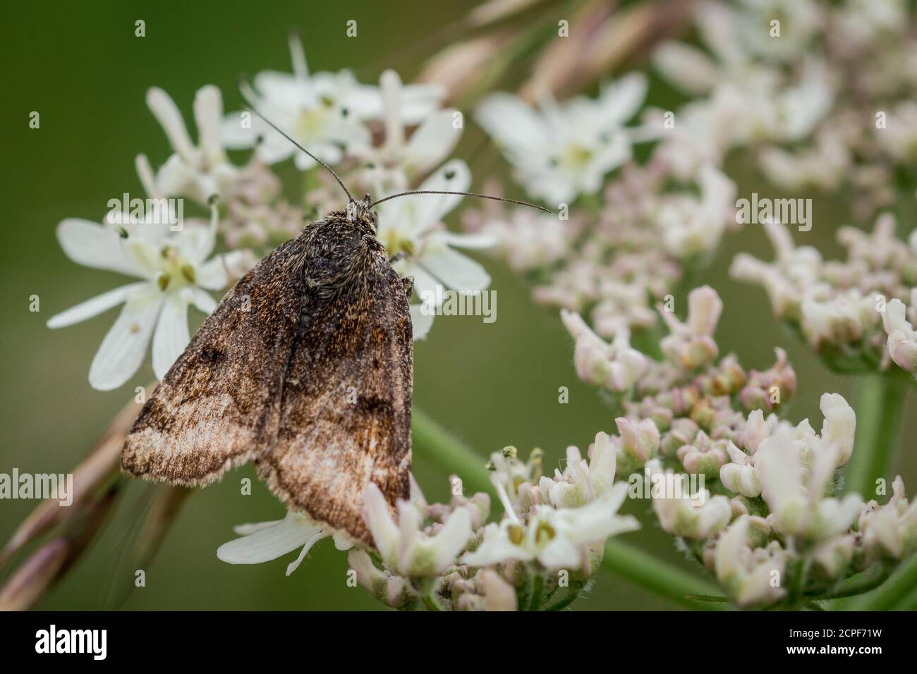 A worn common rustic moth (Mesapamea secalis) sits on a white flower on ...