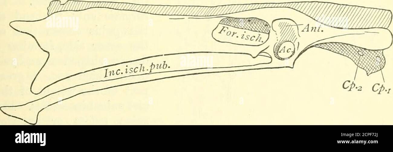 . A dictionary of birds . - Pubis. For.obtur^Inc. isch.piib. Pavo ...