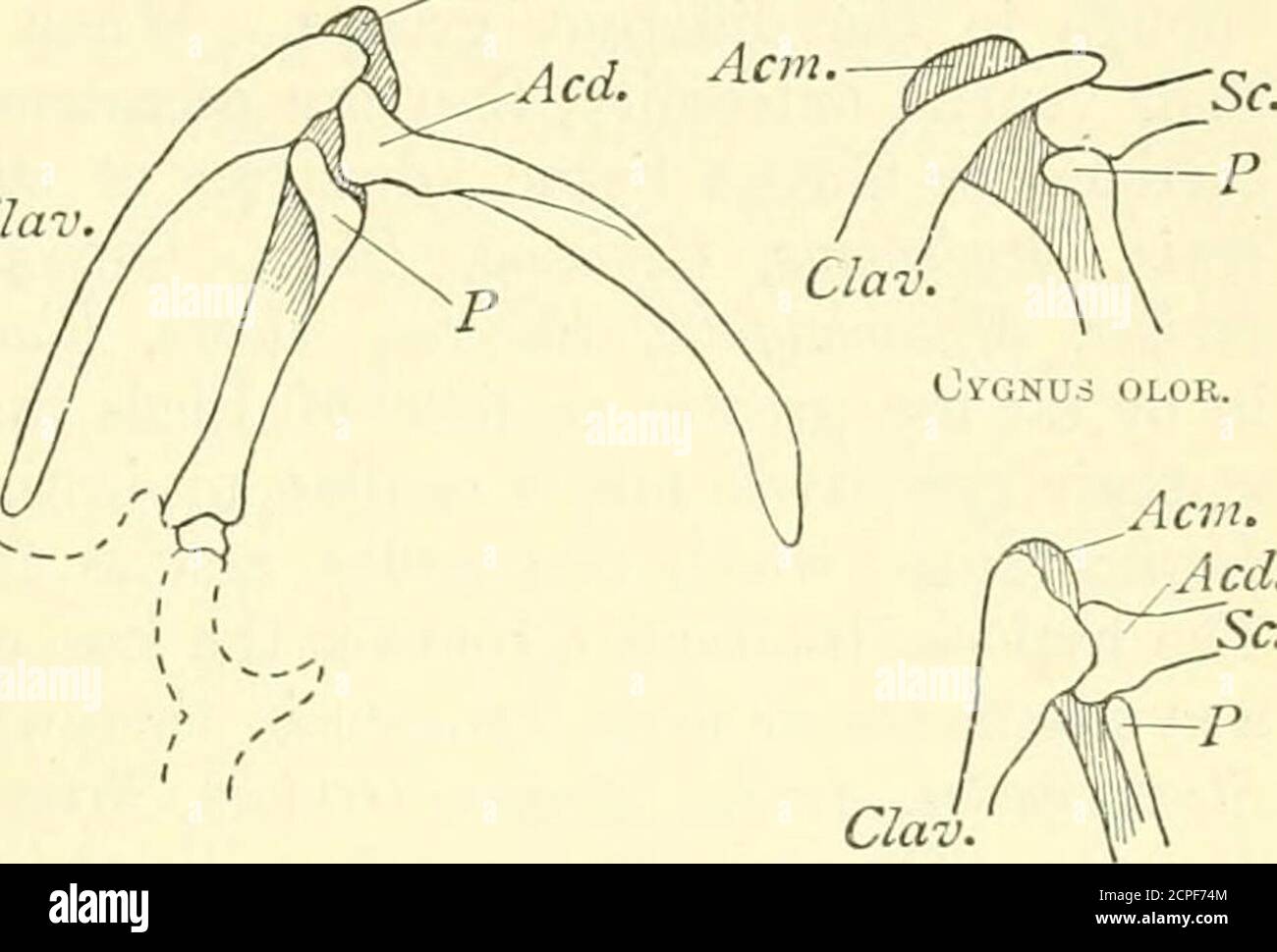 . A dictionary of birds . three meet and form the/ora-mm triosseicm ...