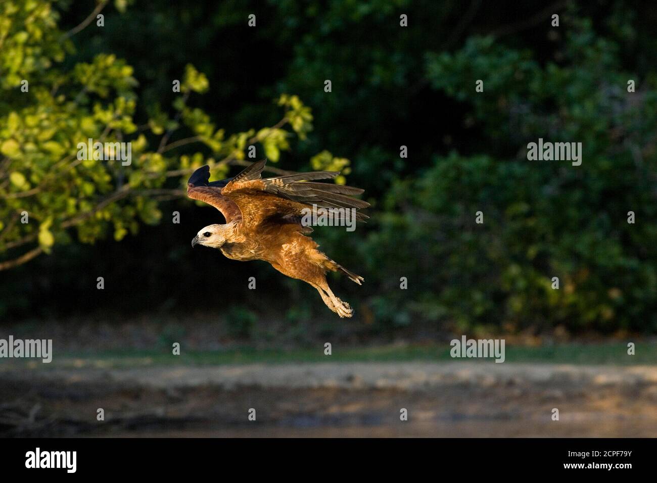 Black-collared Hawk, busarellus nigricollis, Adult in Flight, Los ...